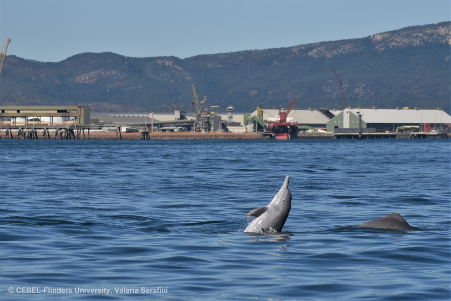 Dolphins undeterred by Port construction works | Port of Townsville