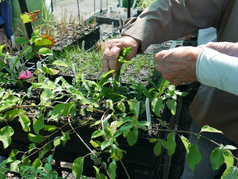 Port Tree Program takes seed in bid to plant One Million Trees | Port ...