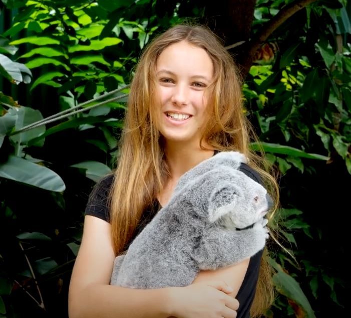 Koalas released on Magnetic Island in celebration of International Wild ...
