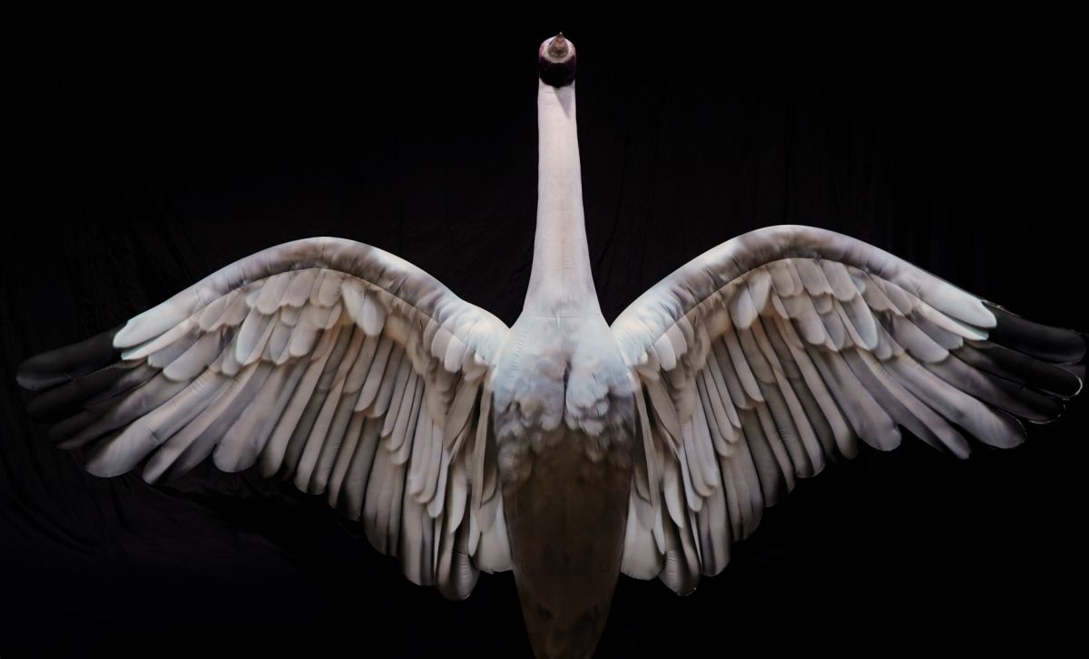 Gundil Released | Installation | Umbrella Studio Contemporary Arts