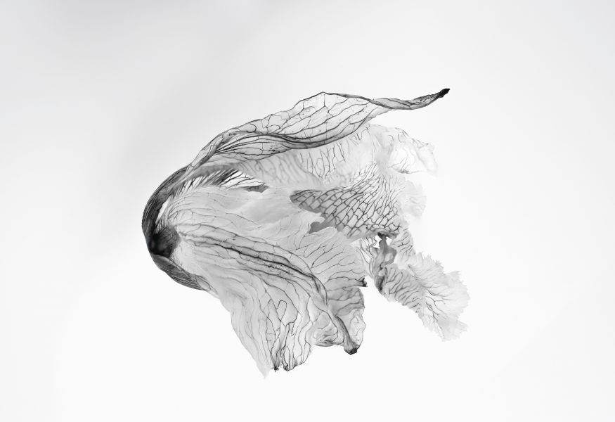 Lightborne | Umbrella Studio Contemporary Arts