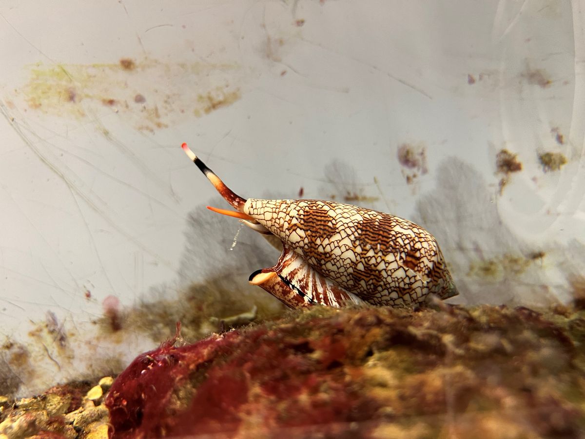 Peptide predictions with a high-tech twist | AITHM