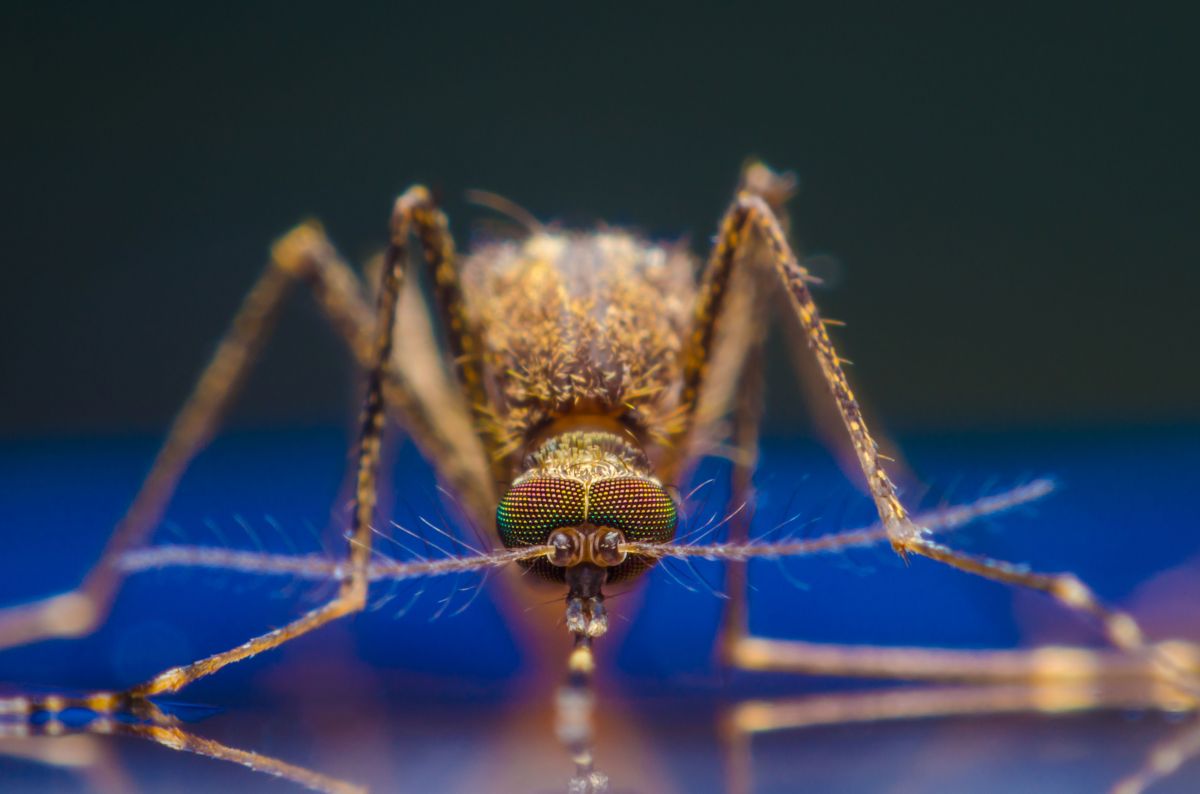 Know your enemy plotting the path of mosquito species in the Pacific ...