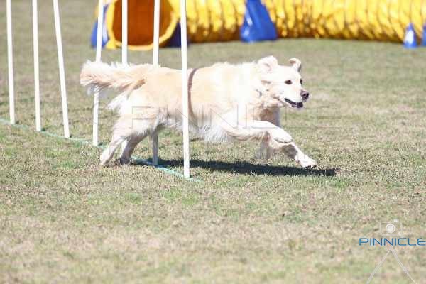 Dogs NSW Spring Fair Agility - 29th August 2015 - Dogs - Agility ...
