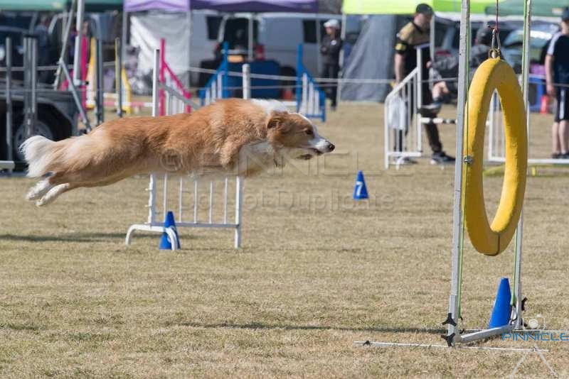 Spring Fair NSW ANKC Agility - 2 September 2017 - Dogs - Agility ...