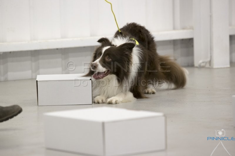 Scentwork ANKC - NSDTC - 29 July 2022 (Novice Containers) - Dogs ...