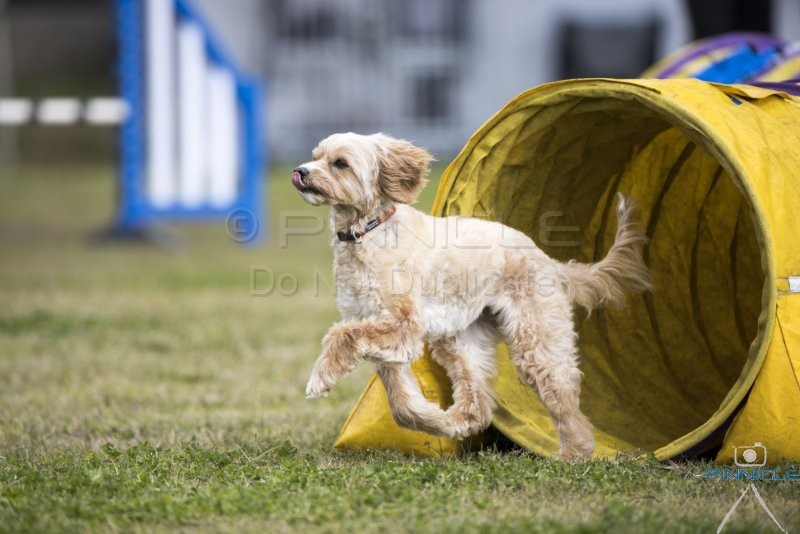 Agility - ANKC - Spring Fair - 27th Aug 2022 - Dogs - Agility ...