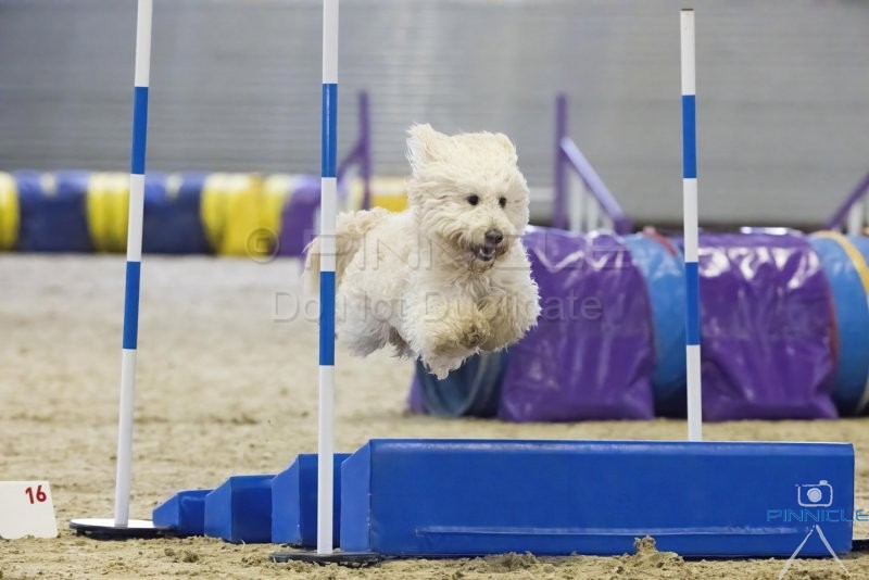 Agility - ANKC - Wollongong - Wallaby Hill - 8th Oct 2022 - Dogs ...