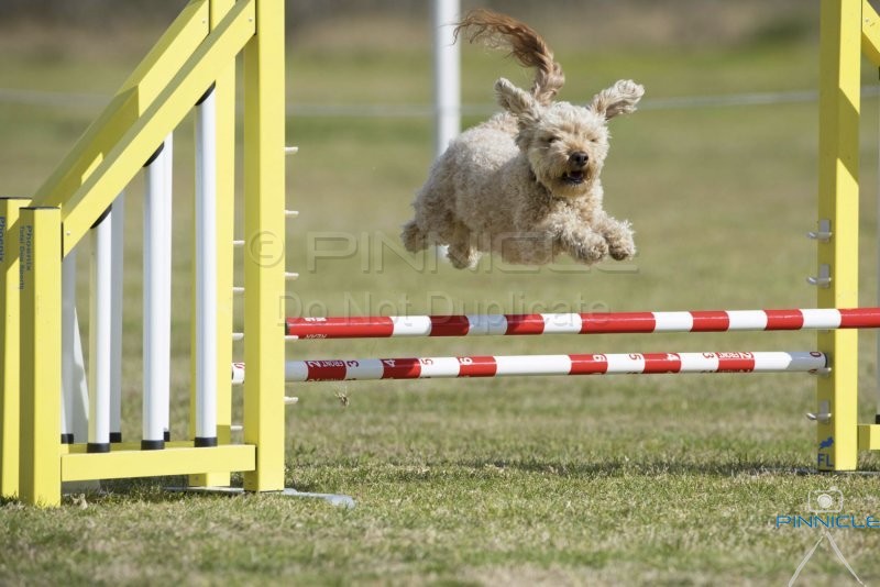 Agility - ANKC - Spring Fair - 2nd September 2023 - Dogs - Agility ...