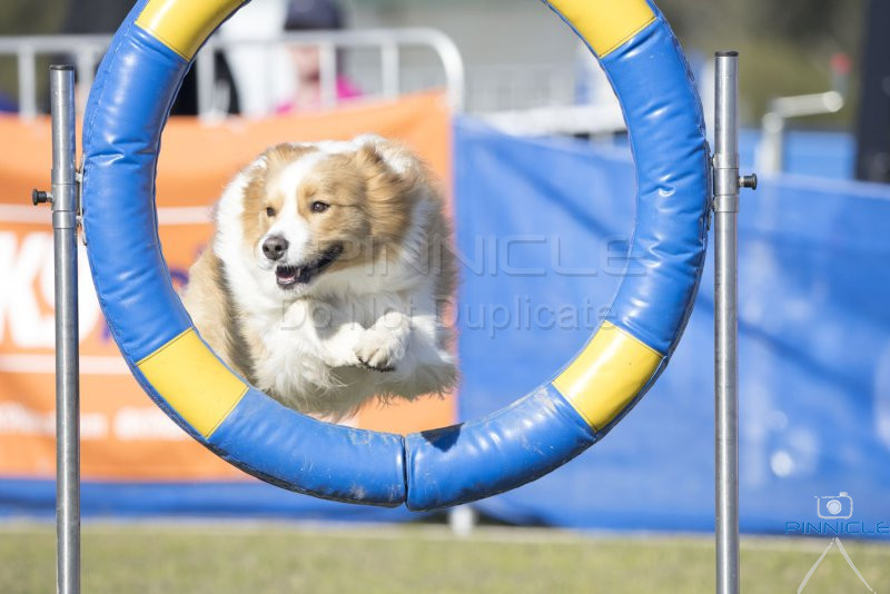 Agility - ANKC - 2024 Nationals NSW - 14 July 2024 (Finals - ADO, JDX ...