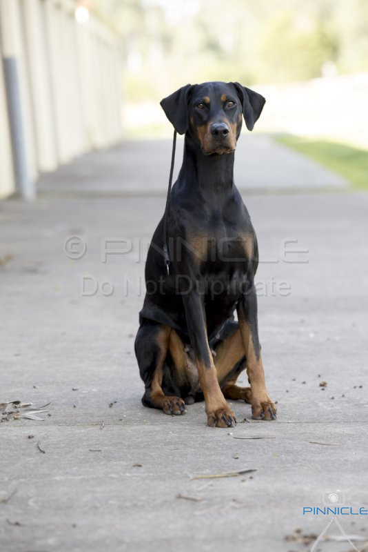 Monika - Sonya - 17 Aug 2024 - Dogs - Portraits - Pinnicle Photography