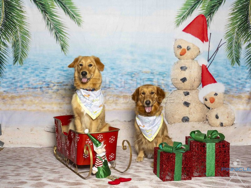 All Round Good Hounds Christmas Photos - 8 Dec 2024 - Dogs ...