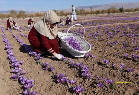Saffron of Afghanistan | PledgeMe
