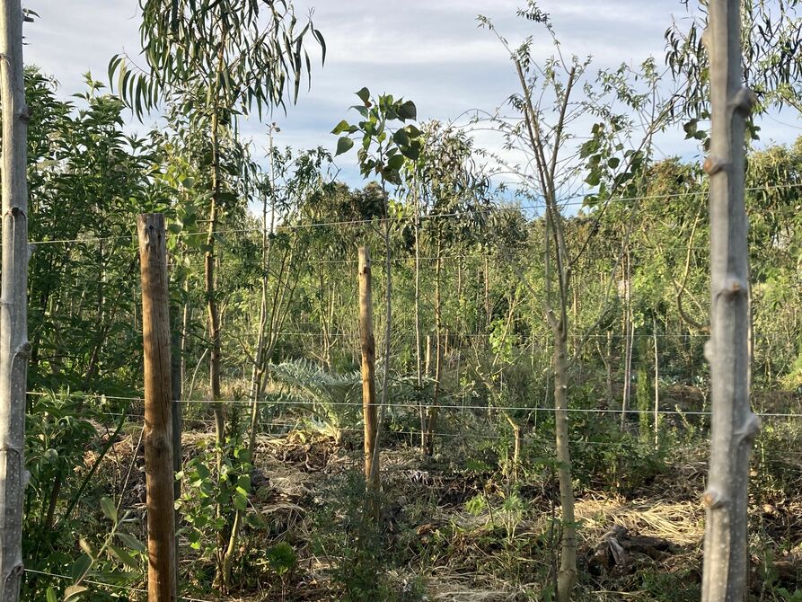 Regenerative Agroforestry Aotearoa | PledgeMe
