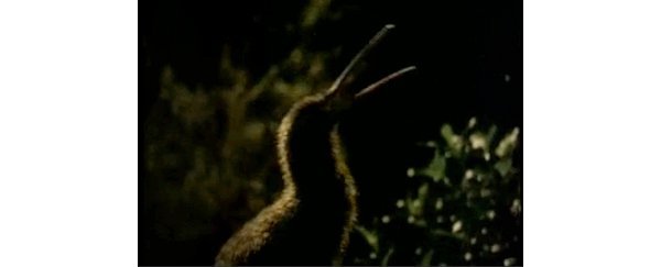 Is that a kiwi I hear? | PledgeMe