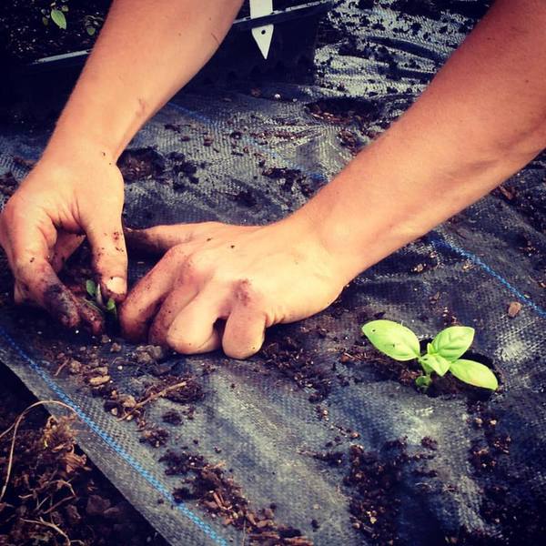 Running on Sunshine - Pakaraka Permaculture Organic Market Garden ...