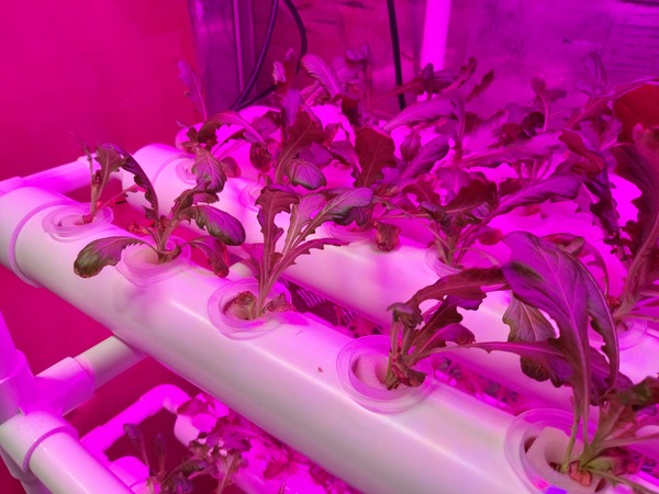 Vertical farming - a collaborative science experiment turned social ...