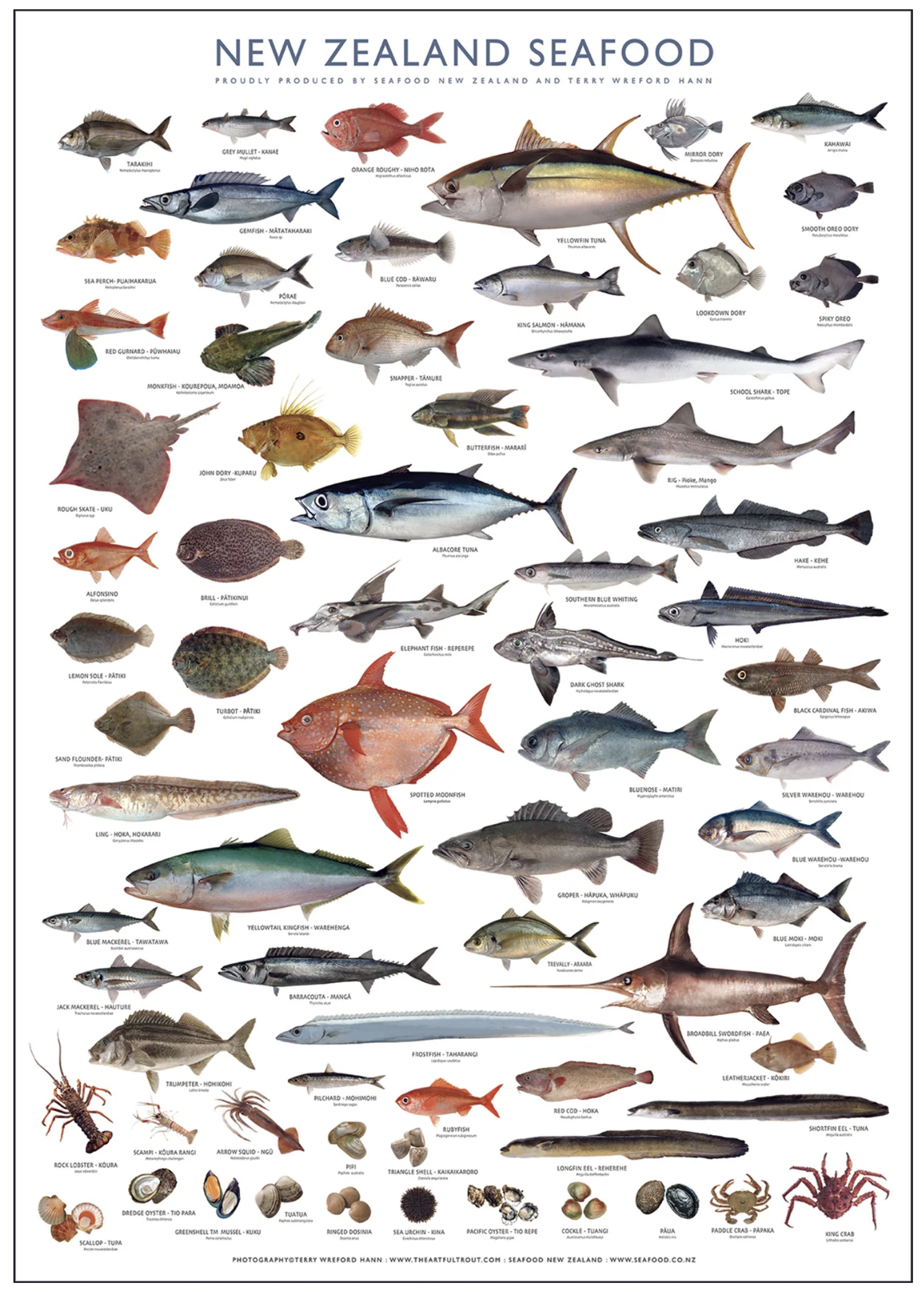 The Waitī project - Freshwater Life Poster for Schools | PledgeMe