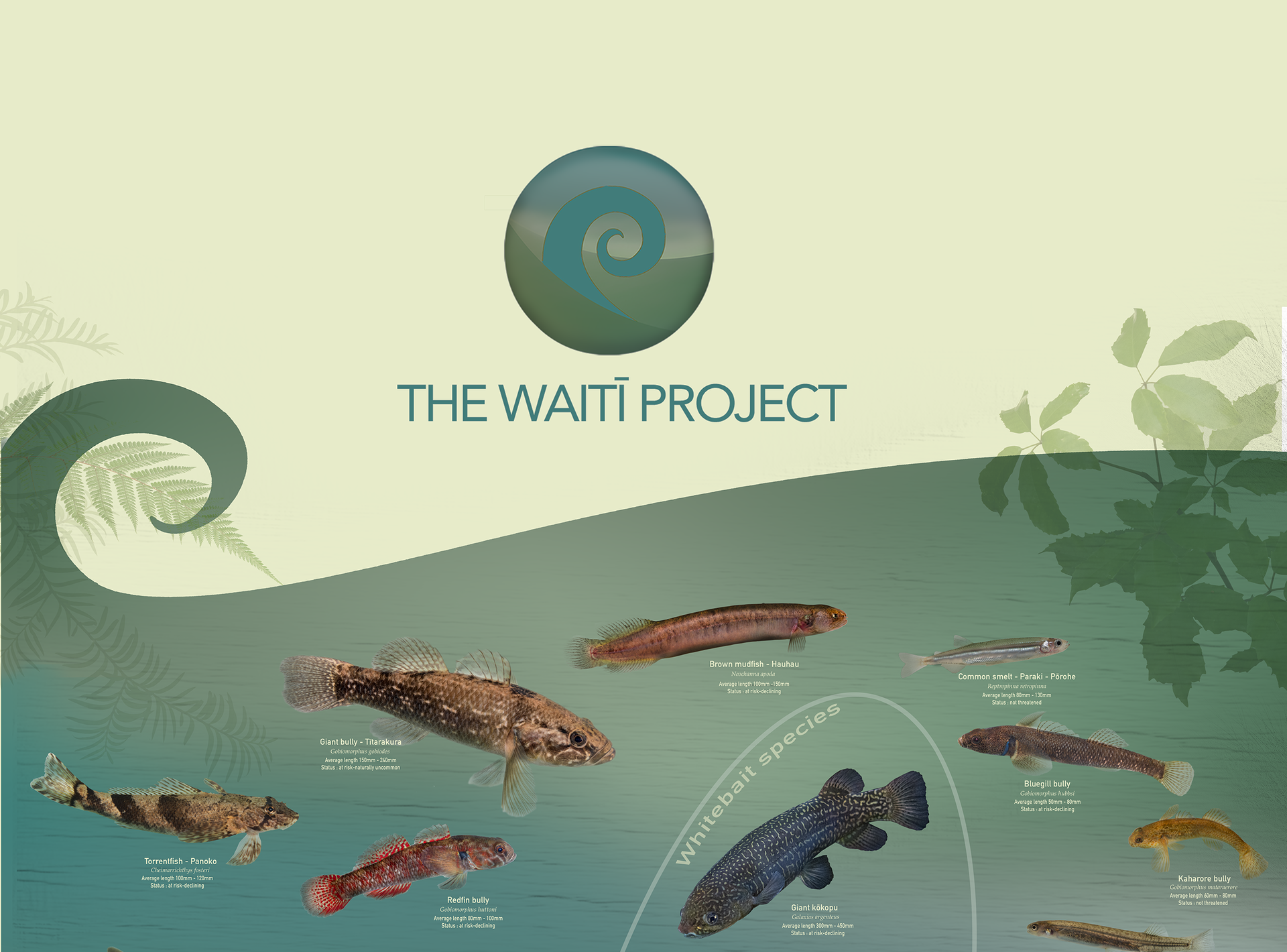 The Waitī project - Freshwater Life Poster for Schools | PledgeMe