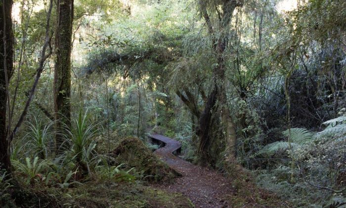 Grow a ‘Tiny Forest’ with a Wetland on a Marae and Show Others How ...