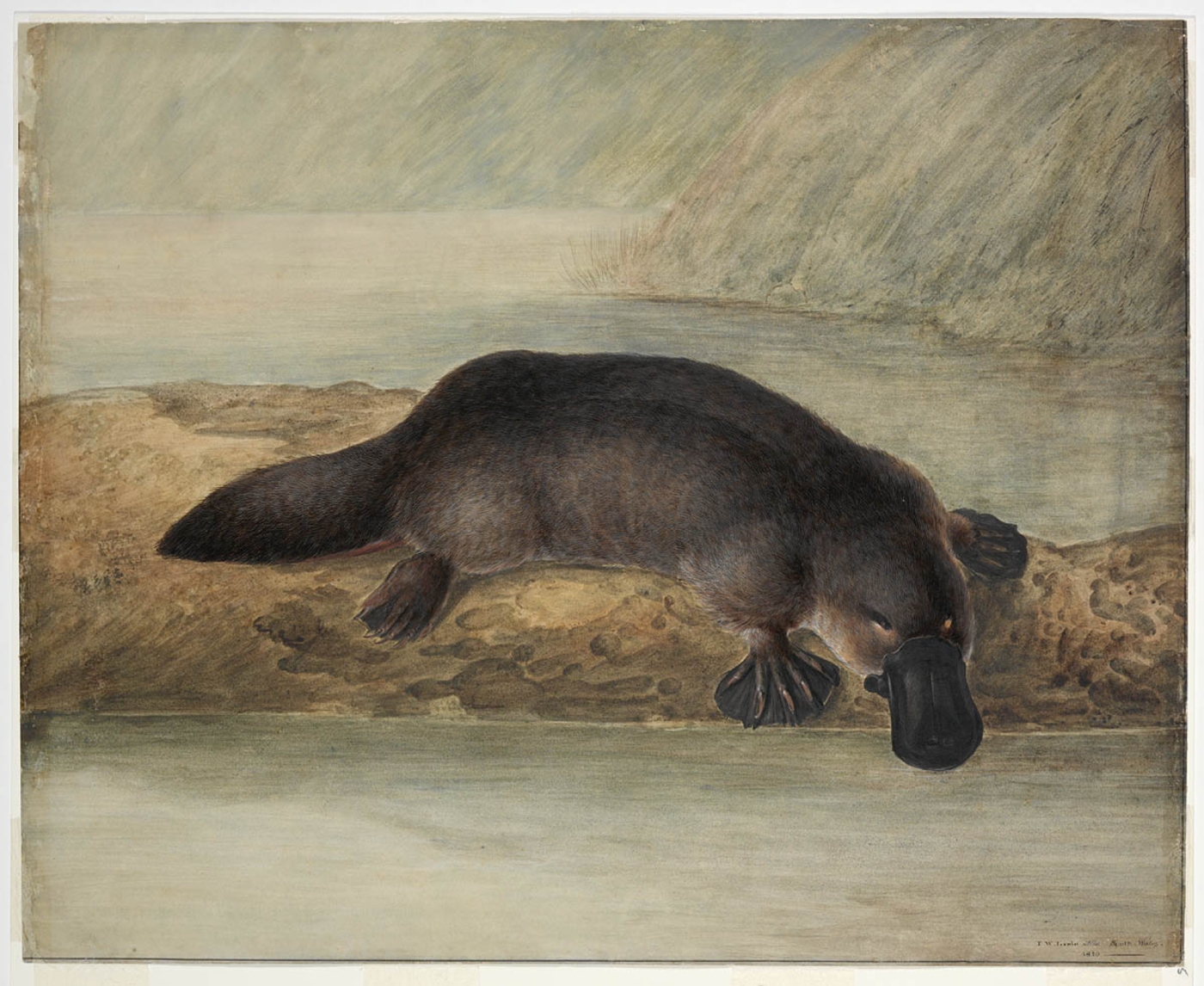 Item 04: [Platypus], 1810 / by J.W. Lewin | State Library of NSW