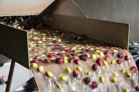 From pollutant to sustainable product — transforming olive mill wastewater