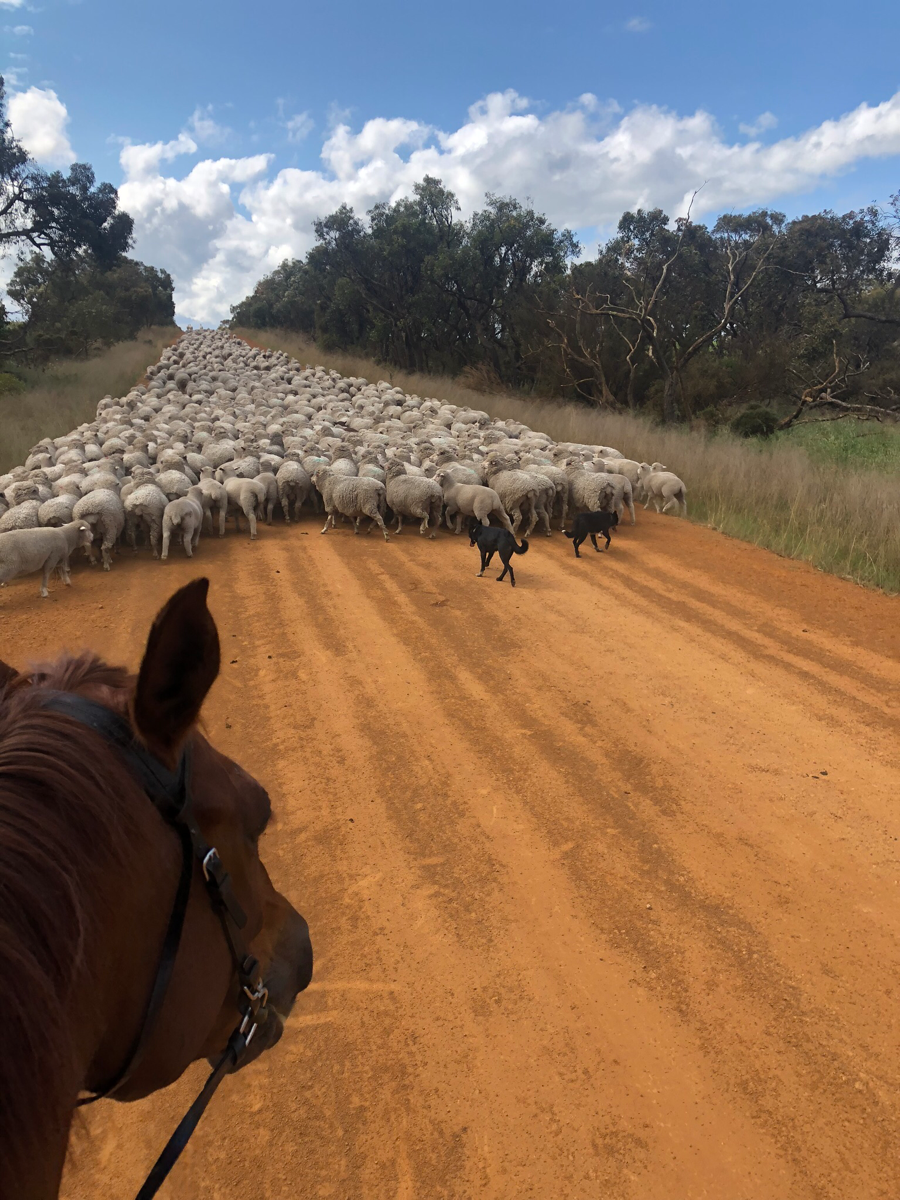 Sonja Johnson | Australian Sports Foundation