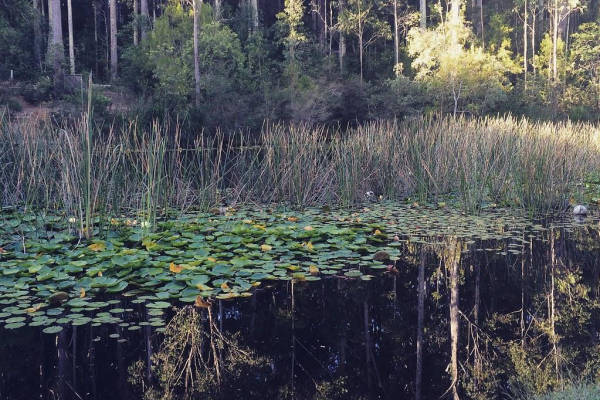 Mogo State Forest - Parks and Forests