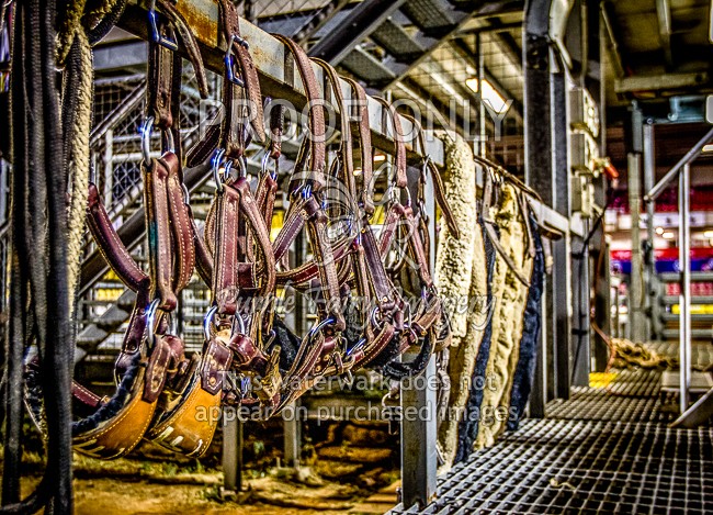 Rodeo Scenes - Image Gallery - Other - Purple Fairy Imagery