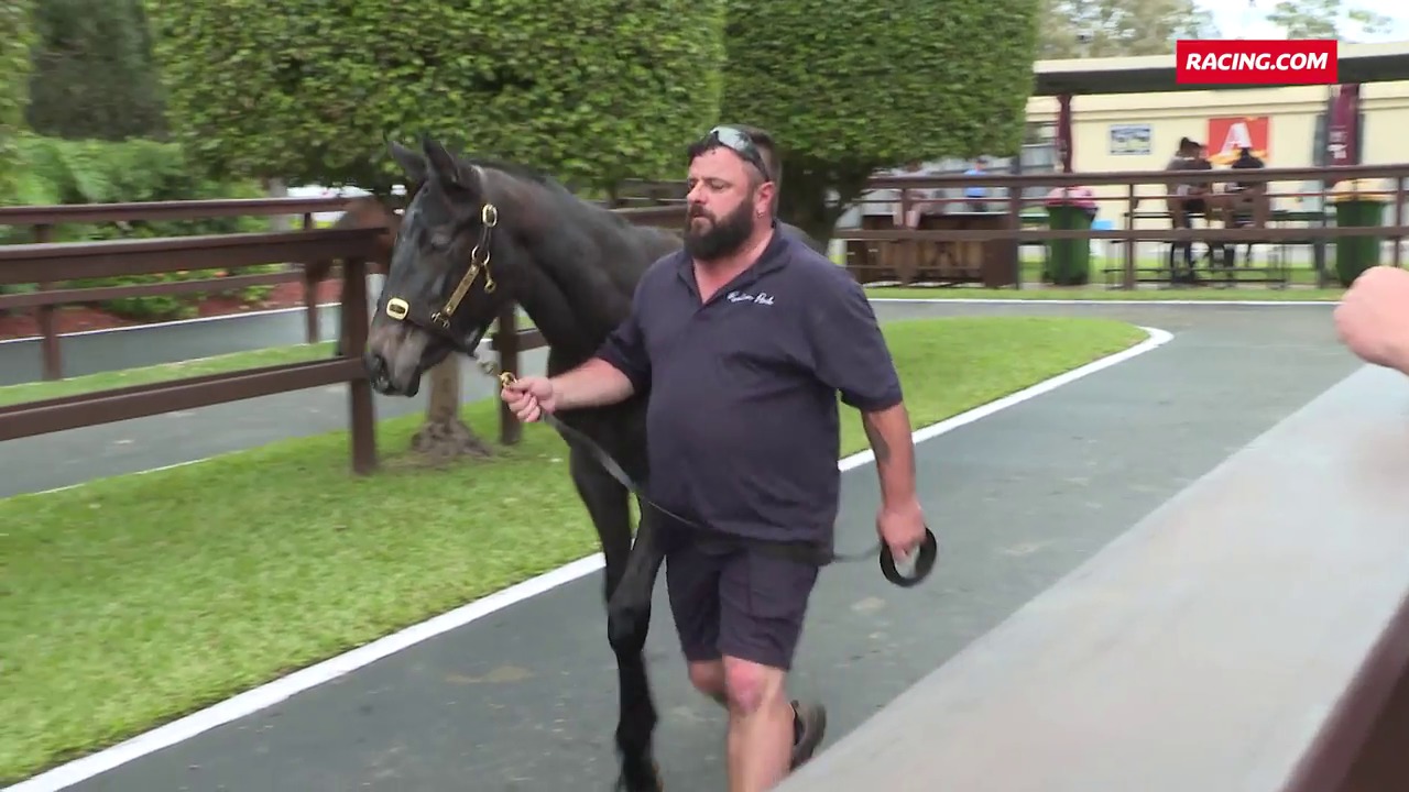 Barry Faulds Magic Millions Zoustar relief | RACING.COM