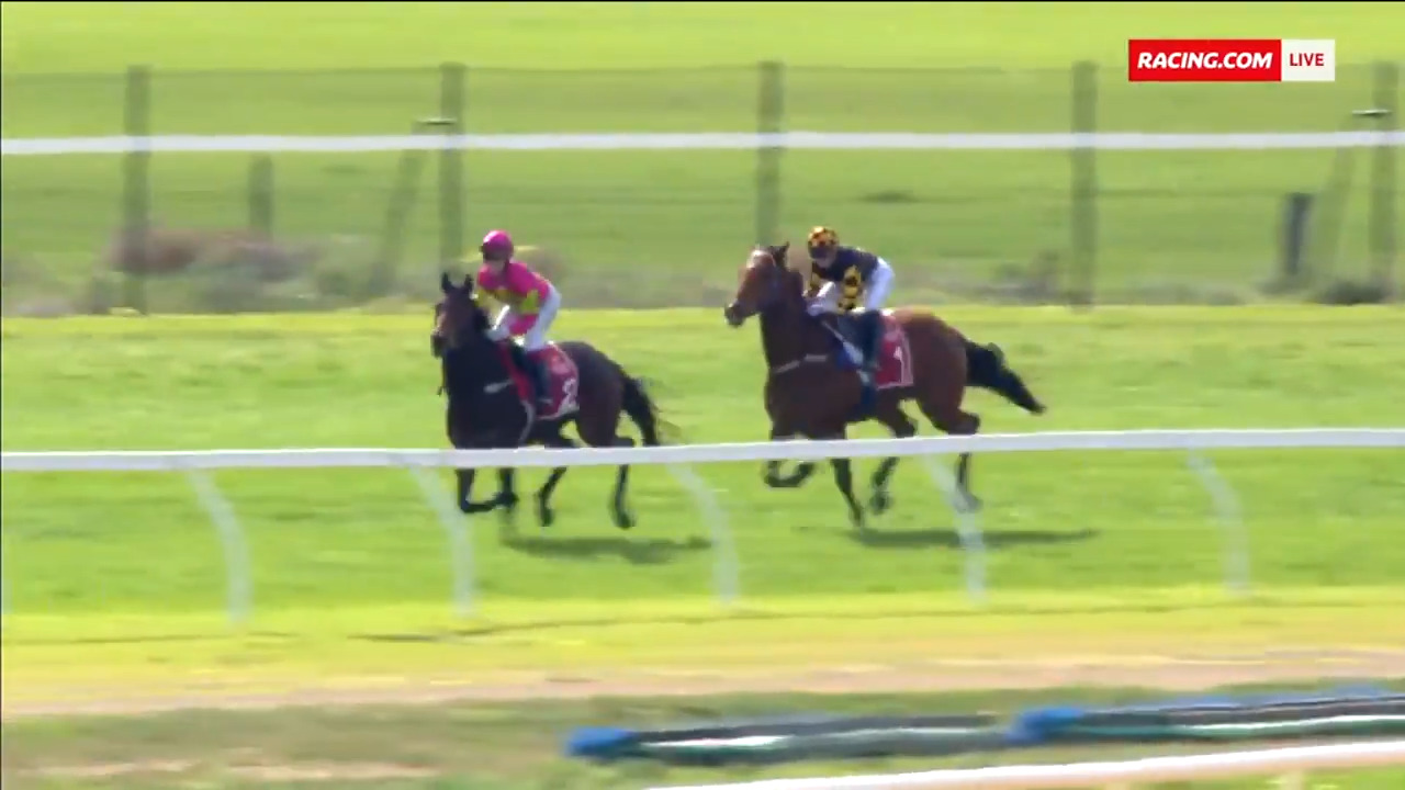 Behemoths exhibition gallop | RACING.COM