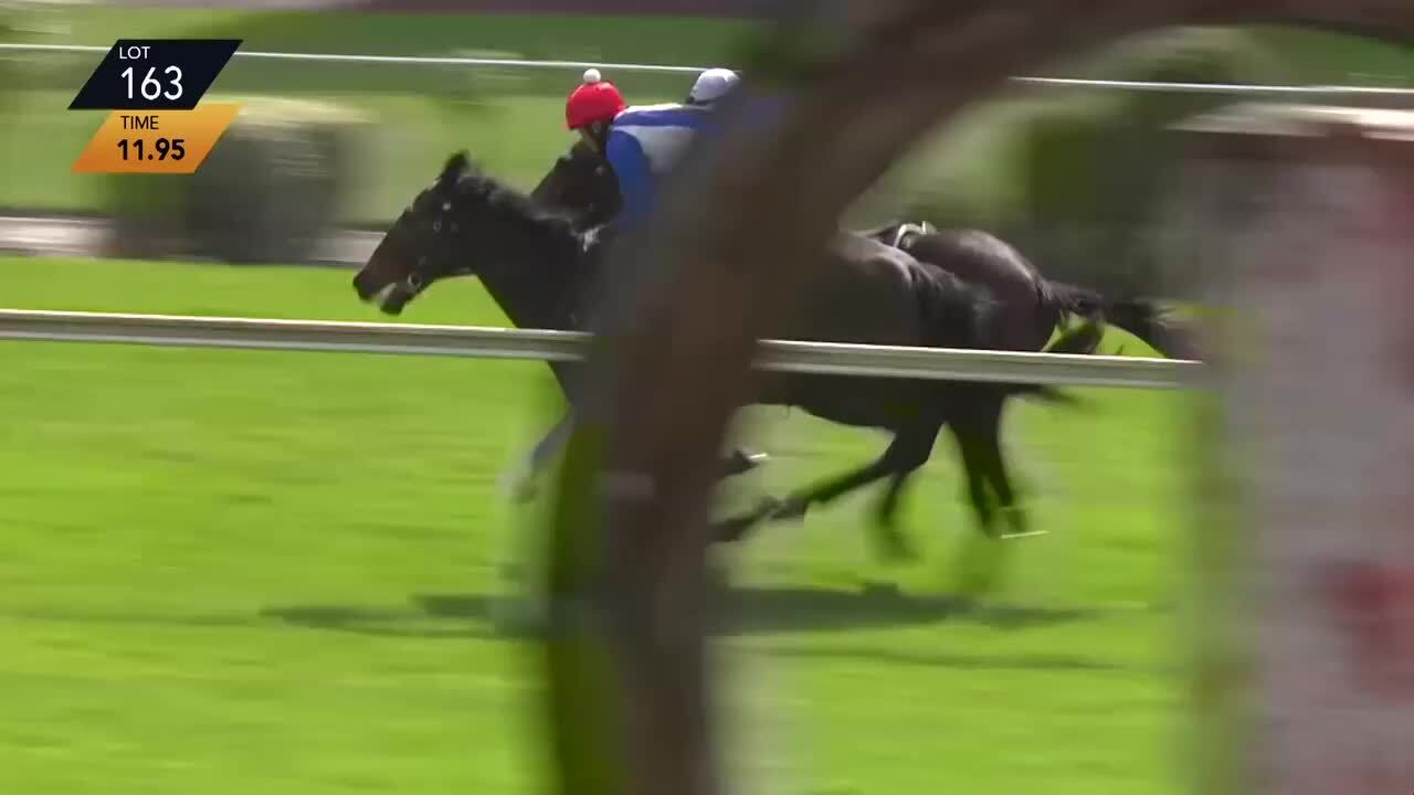 NZBs Ready To Run BreezeUps 2021 | RACING.COM