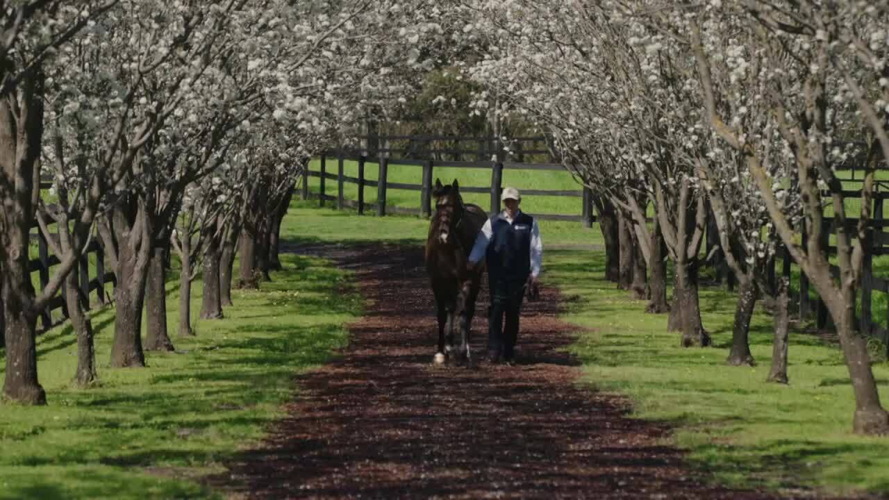 Ole Kirk features at Vinery Stud | RACING.COM