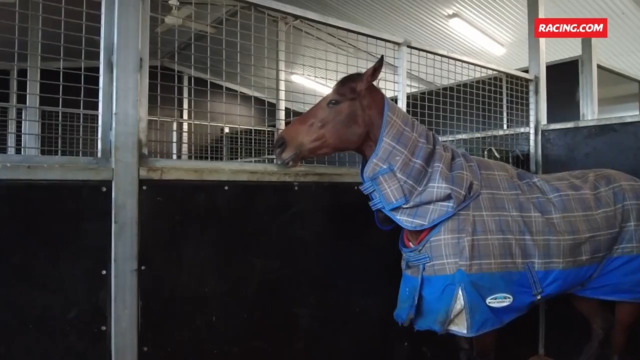 Flying On A Limb going for 4-peat | RACING.COM