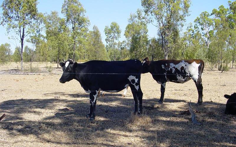 290 Redgum Road, DUCKLO QLD 4405 - Property Information