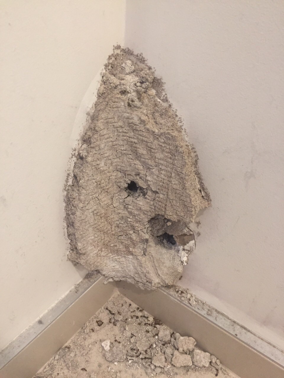 Shore Pest Services - Termite Inspections