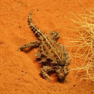 SA - NT Border Rest Area NT - reviewed by RvTrips