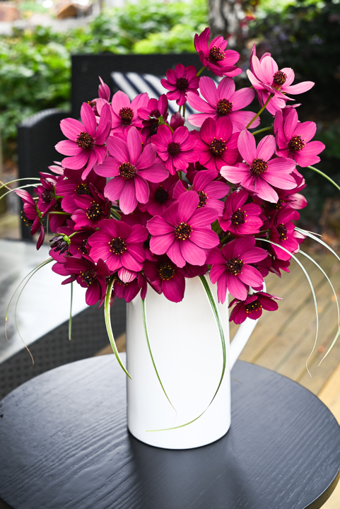 Combined/C-Cherry Chocolate-PMA22.0.jpg