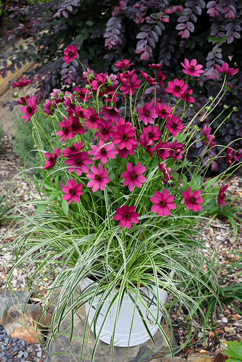 Combined/C-Cherry Chocolate-PMA31.0.jpg