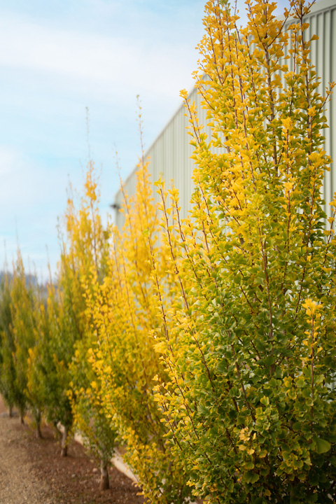 Combined/G. Lemonlime Spire - PMA-17.0.jpg