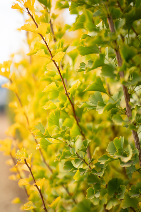 Combined/G. Lemonlime Spire - PMA-18.0.jpg