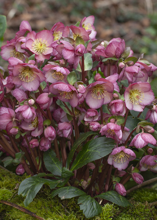 Combined/Helleborus Elemental-54 copy.0.jpg