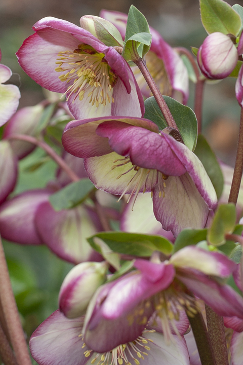 Combined/Helleborus Magico-19 copy.0.jpg