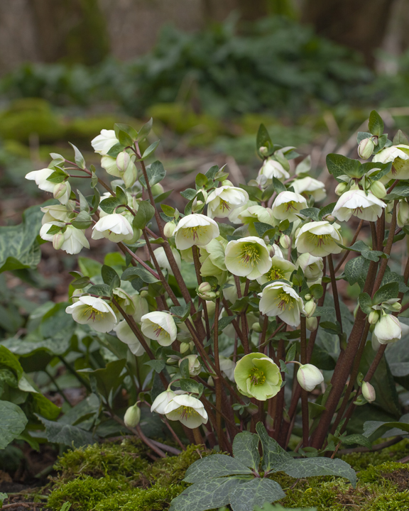 Combined/Helleborus Moondance-24 copy.0.jpg