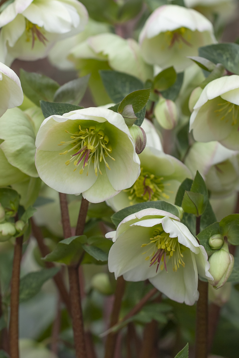 Combined/Helleborus Moondance-29.0.jpg