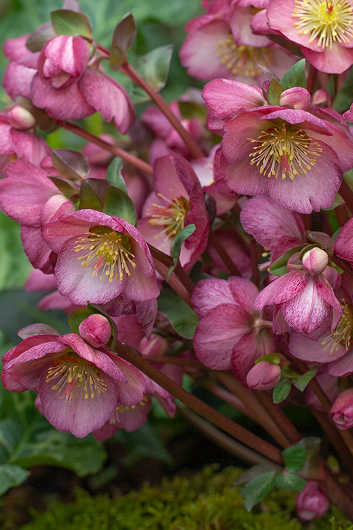 Combined/Helleborus-Elemental-5.0.jpg