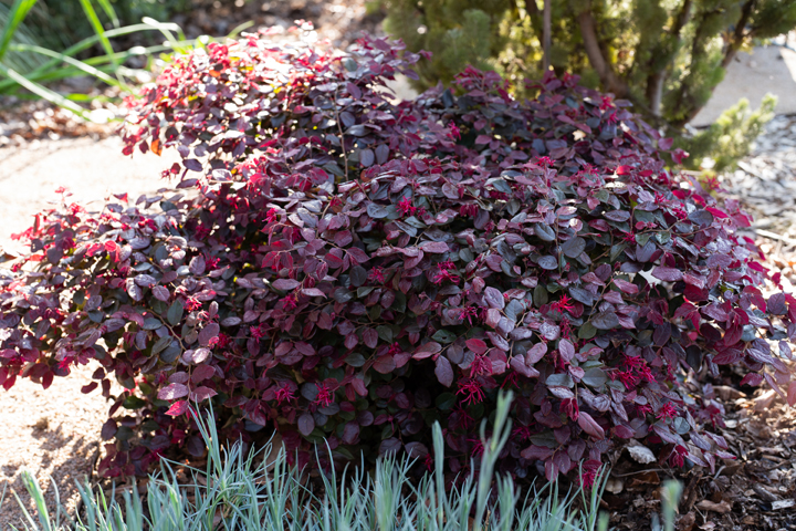 Combined/L-Plum Gorgeous-PMA-3.0.jpg