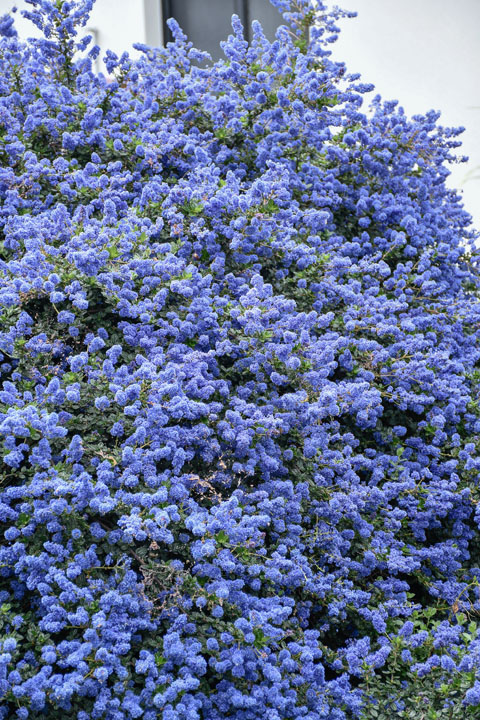 Combined/c_pacificwave_pmagarden_oct_2022_06.0.jpg
