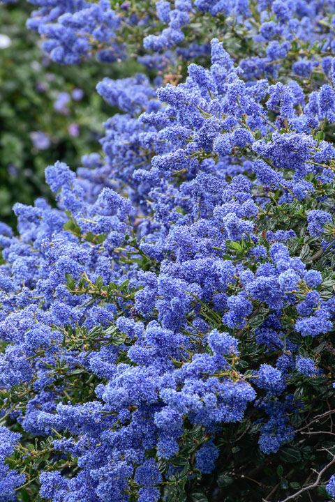 Combined/c_pacificwave_pmagarden_oct_2022_07.0.jpg