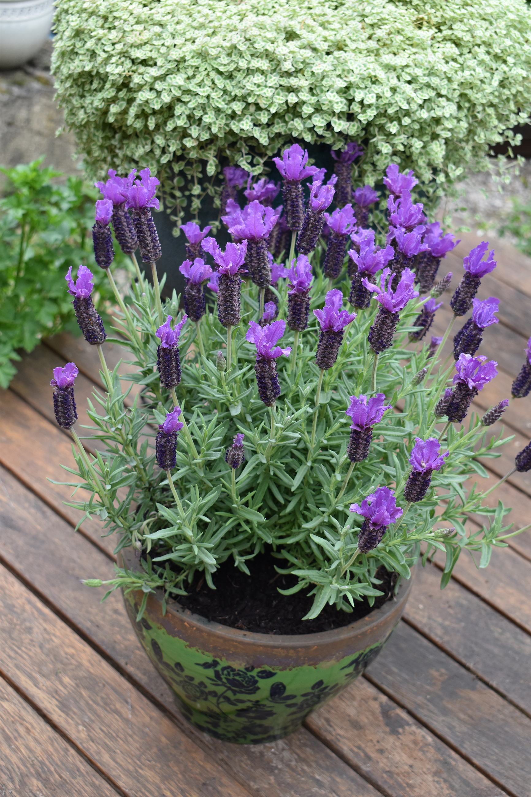 Combined/l purple reign 022.0.jpg